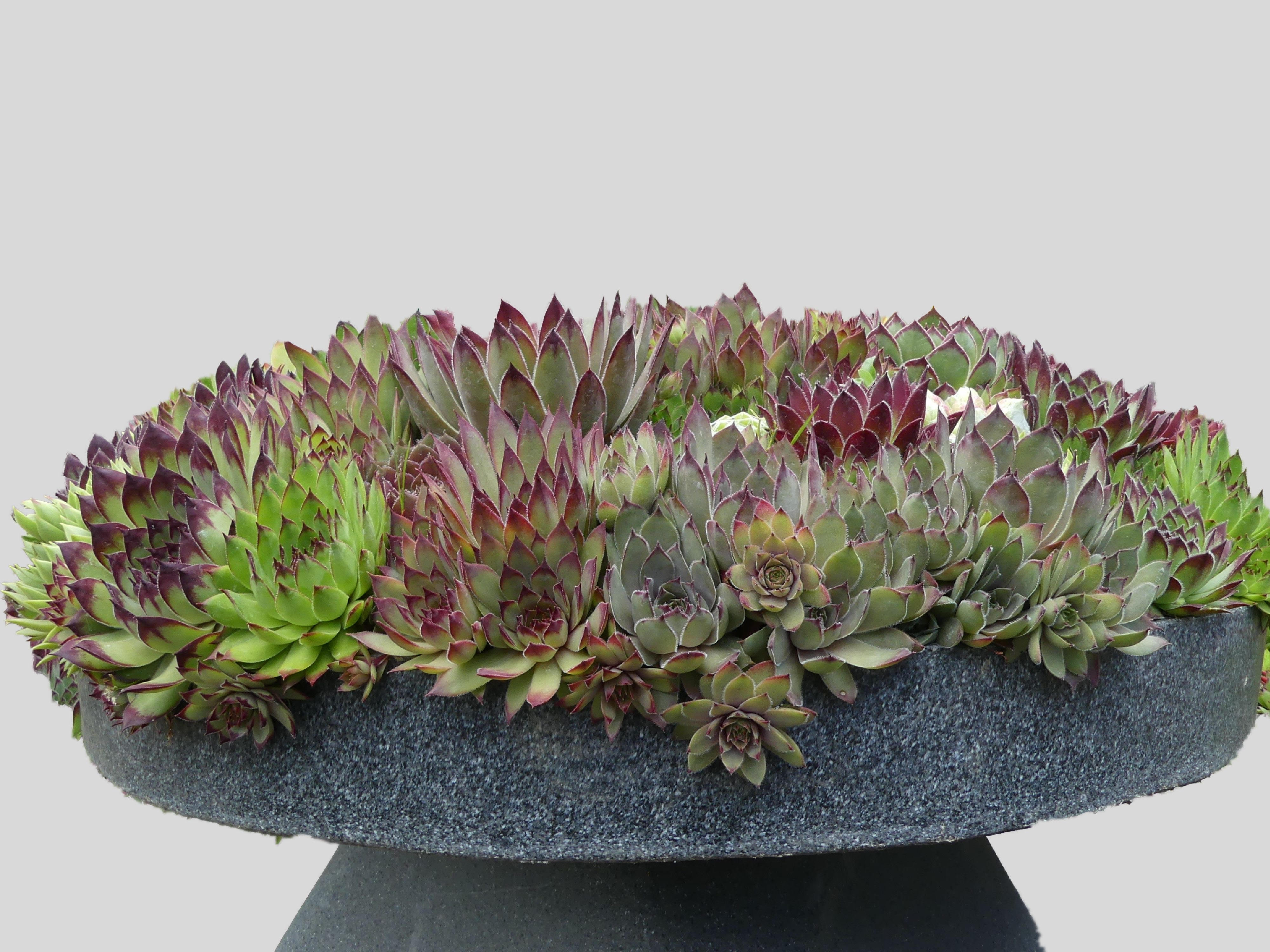 Gallery - Stone Illusions